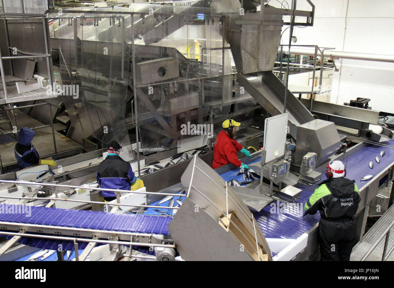 MALOY, Norway - Workers check and screen out damaged fish at a highly ...