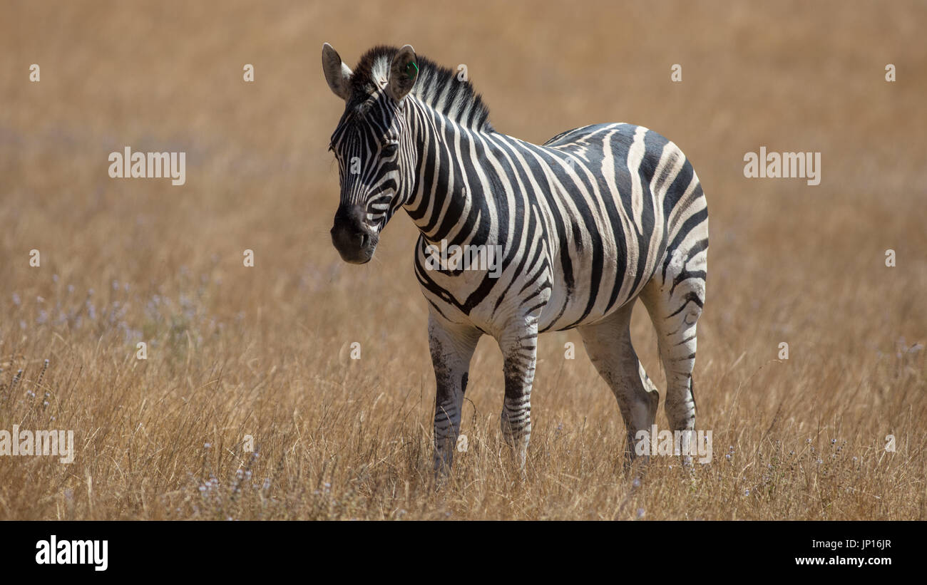 Wildlife Safari Oregon Stock Photos & Wildlife Safari Oregon Stock ...