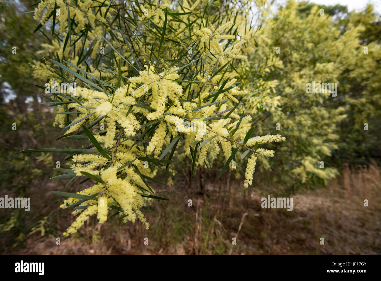 Wattle tree hi-res stock photography and images - Alamy