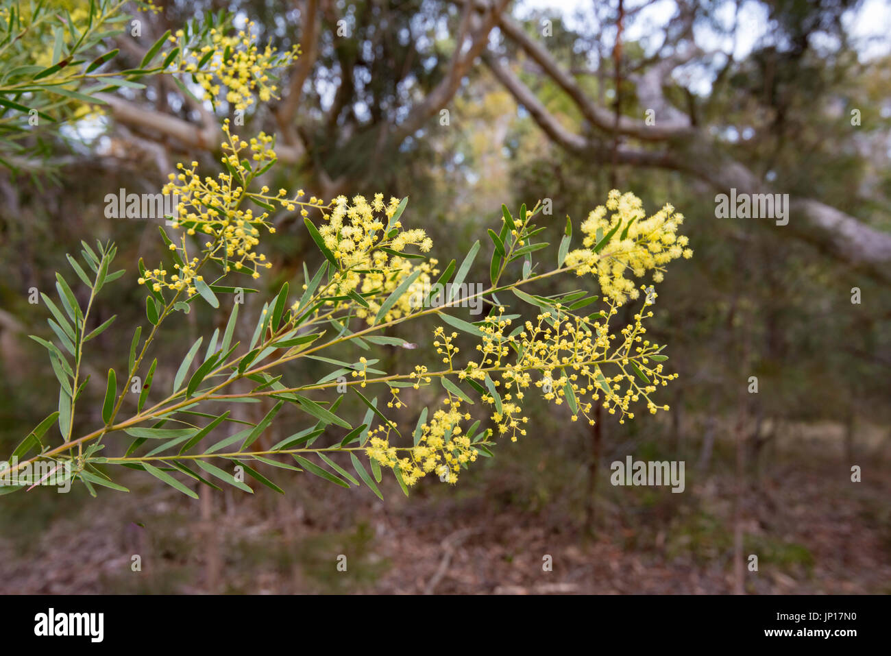 The official floral emblem of Australia is the Golden Wattle shown here ...