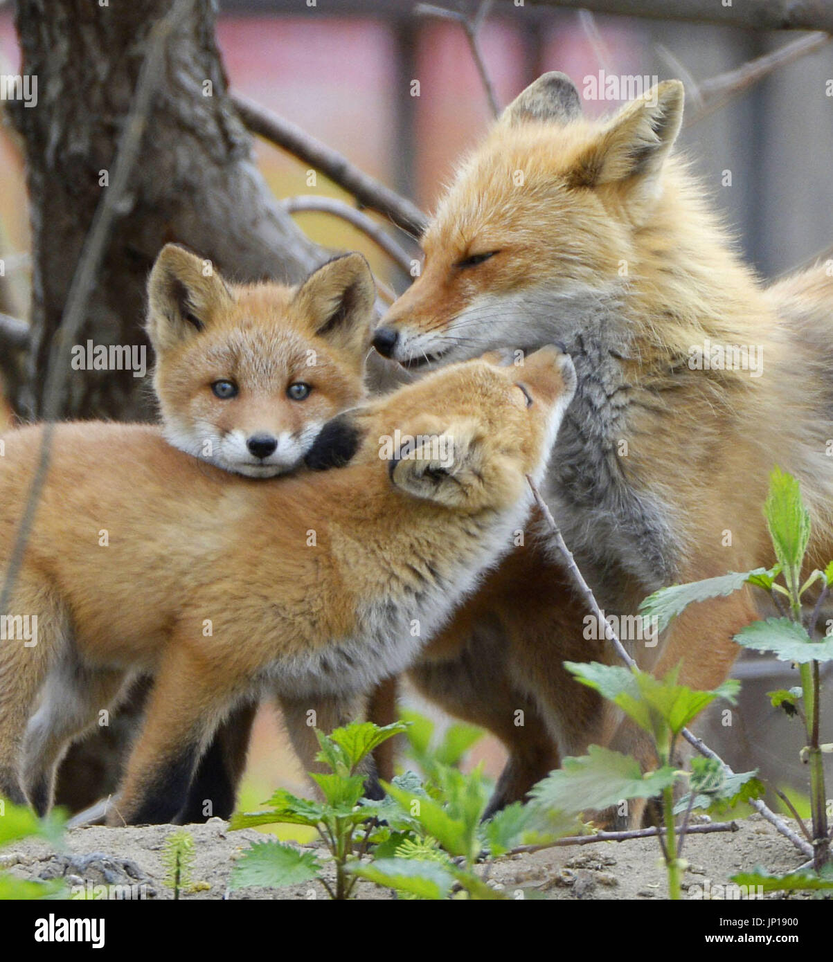 TAKIKAWA, Japan - Photo shows a northern fox and cubs on a river bank ...