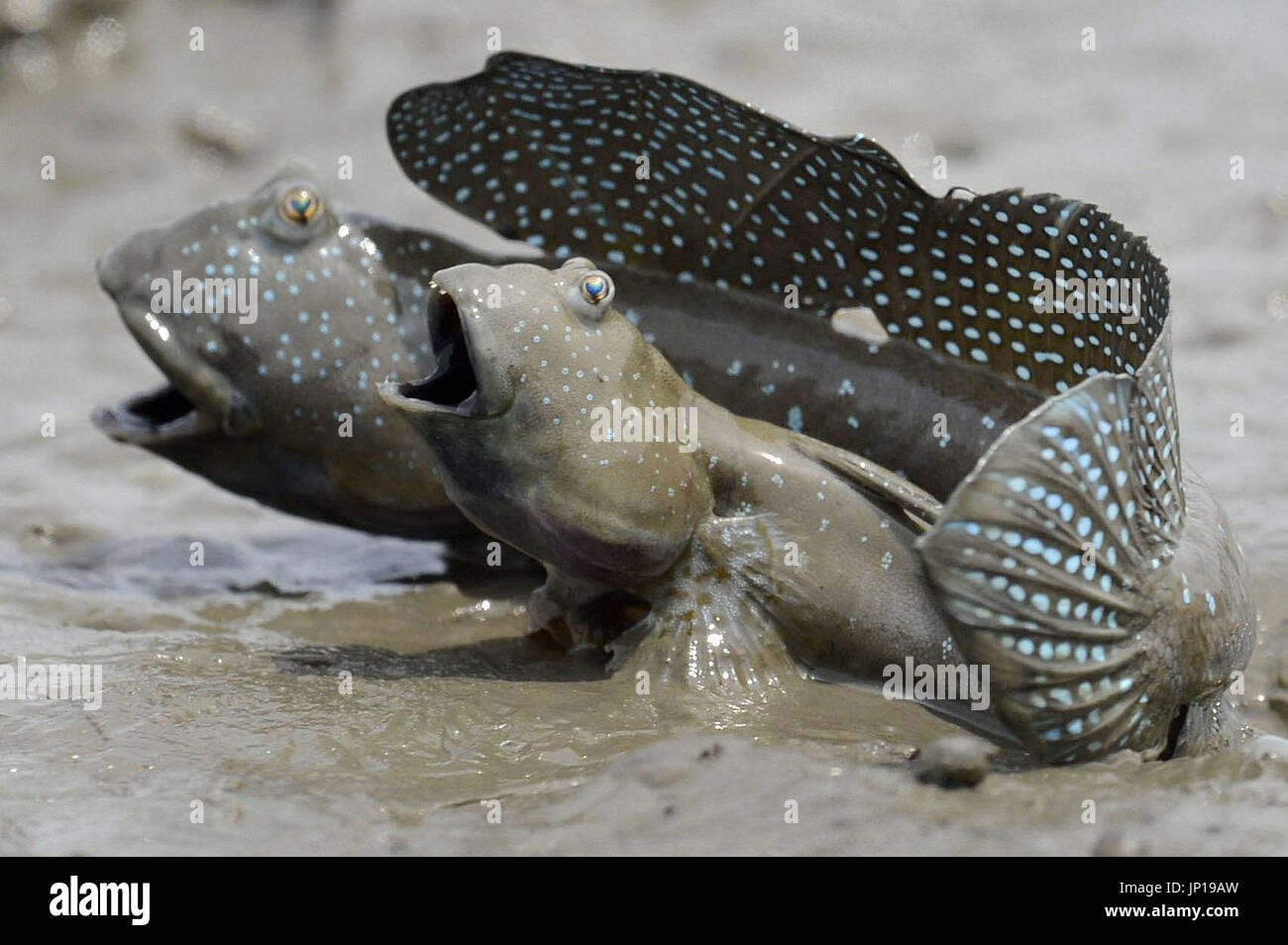 TOKYO, Japan - File photo shows mud hoppers in Ogi, Saga Prefecture, in ...