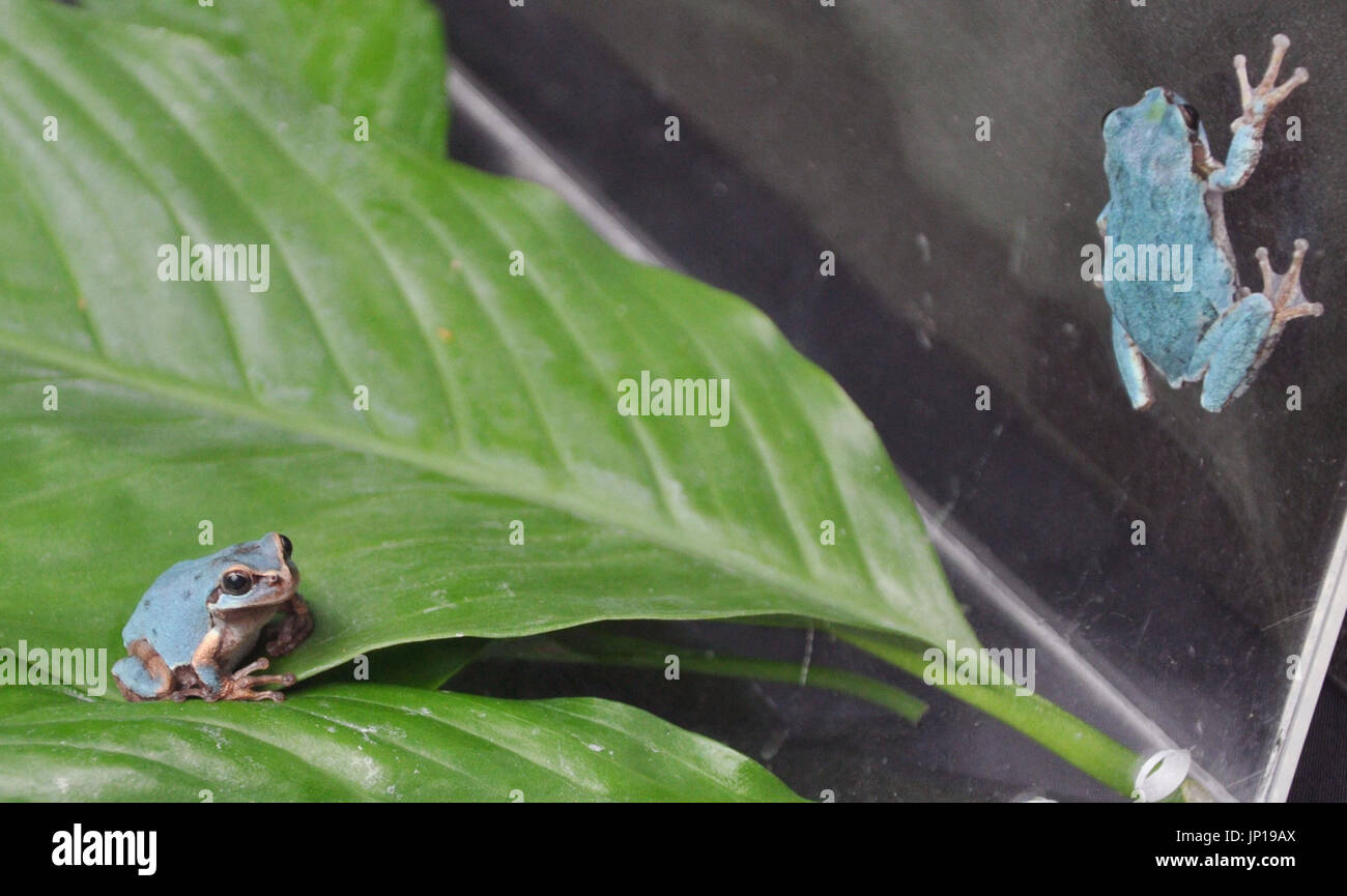 OITA, Japan - Photo shows two blue tree frogs that were put on display at the Oita Marine Palace ...