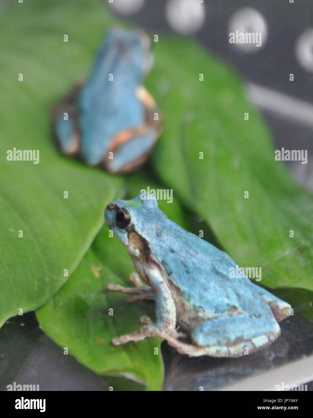OITA, Japan - Photo shows two blue tree frogs that were put on display at the Oita Marine Palace ...