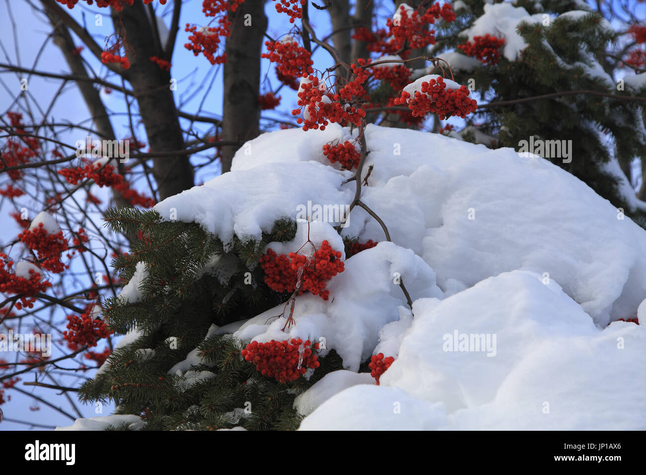 Sapporo in Winter Stock Photo - Alamy