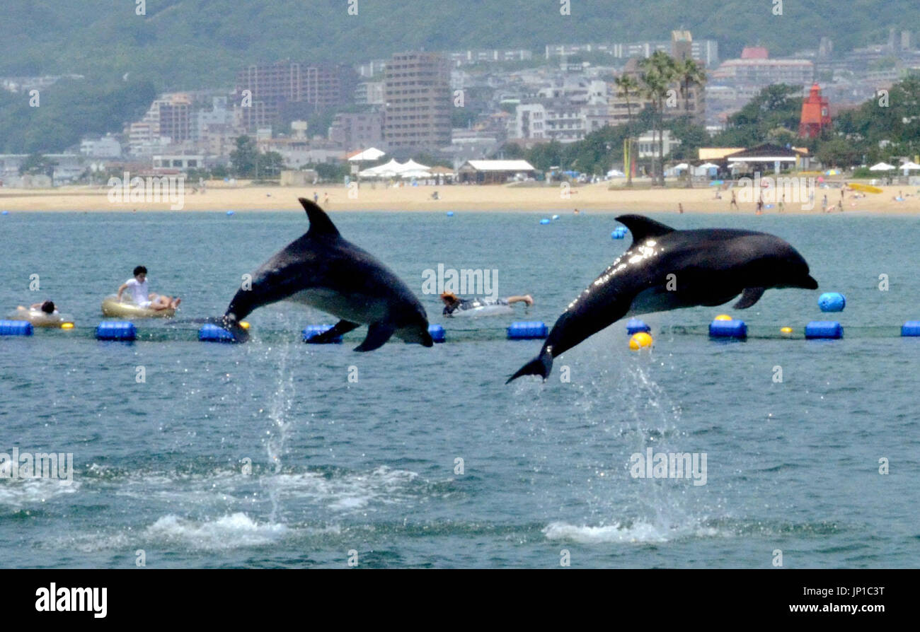 KOBE, Japan - Two dolphins jump at Suma beach in Kobe, western Japan ...