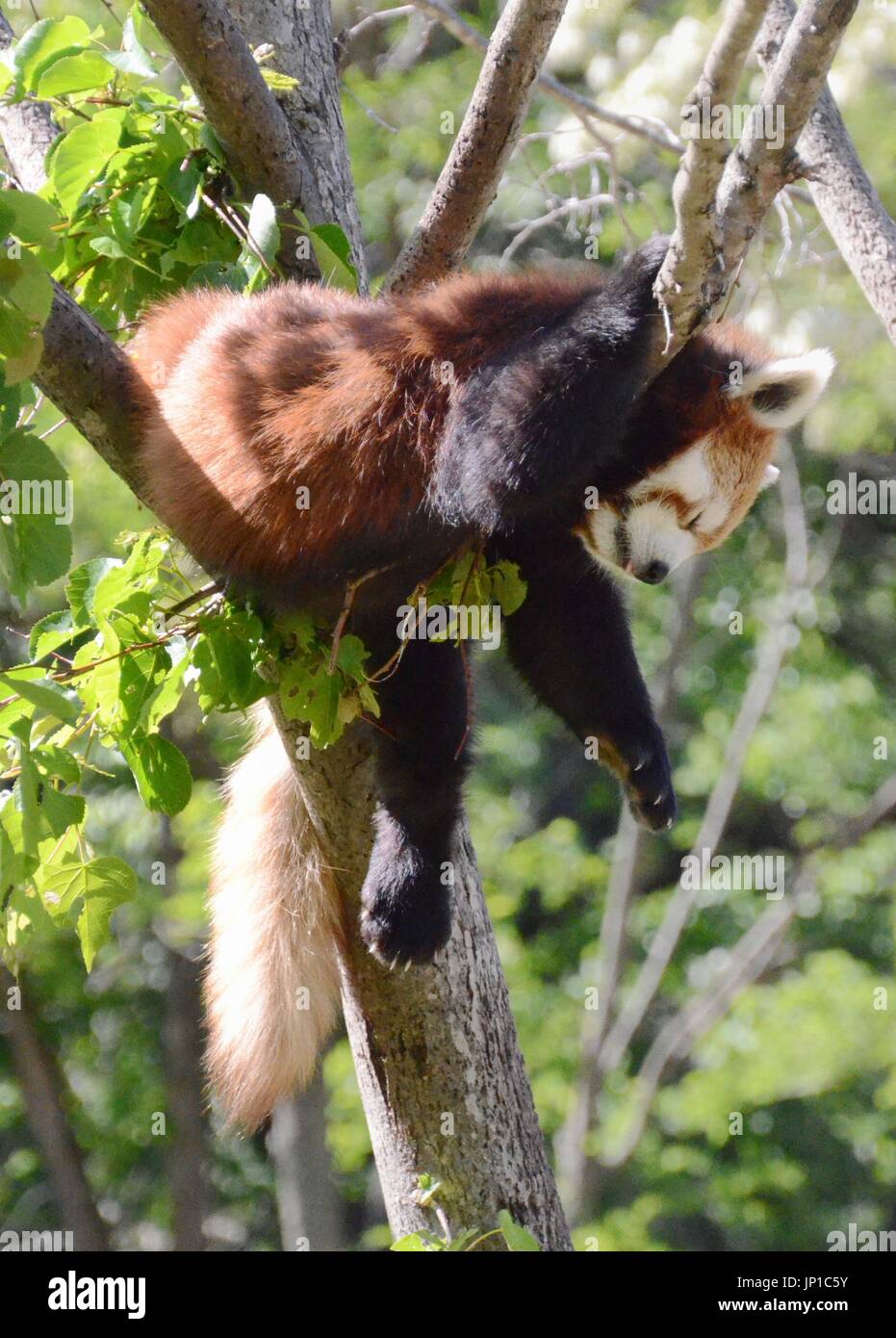 NAGANO, Japan - Photo taken May 25, 2013 shows a red panda resting in a ...