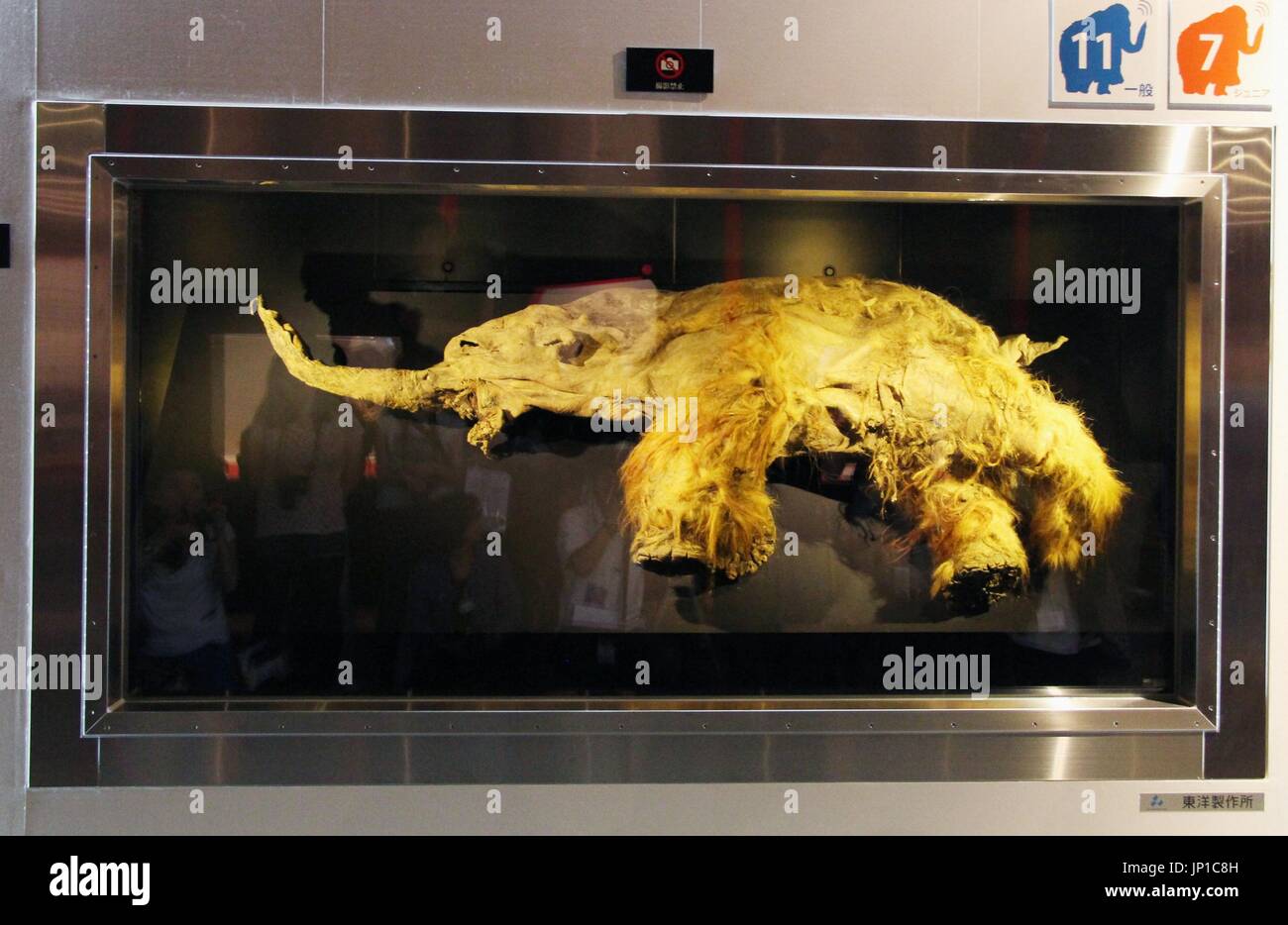 YOKOHAMA, Japan - Photo shows the body of a female mammoth called Yuka ...