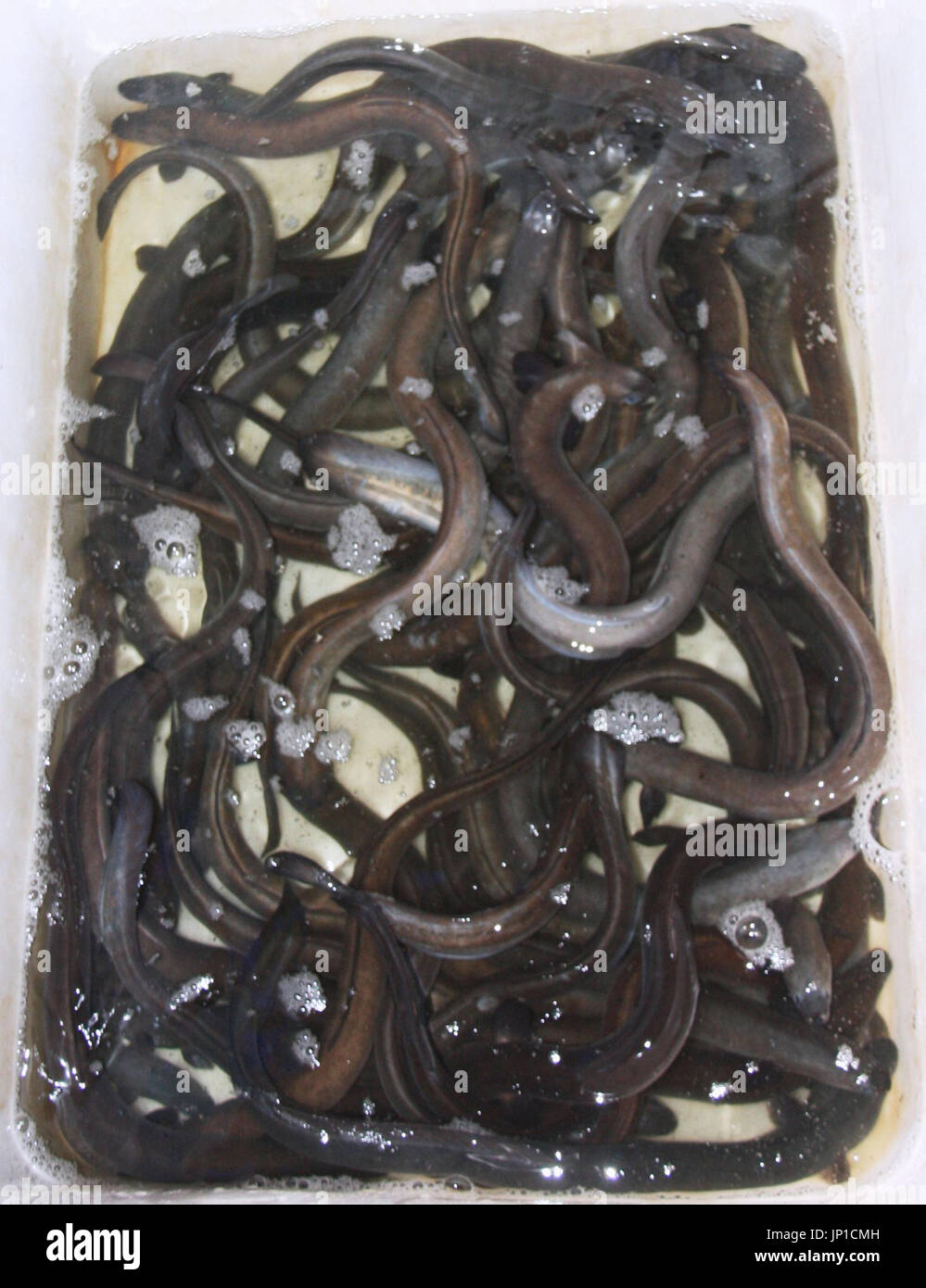 JAKARTA, Indonesia - Photo taken July 11, 2013, shows eels that were ...