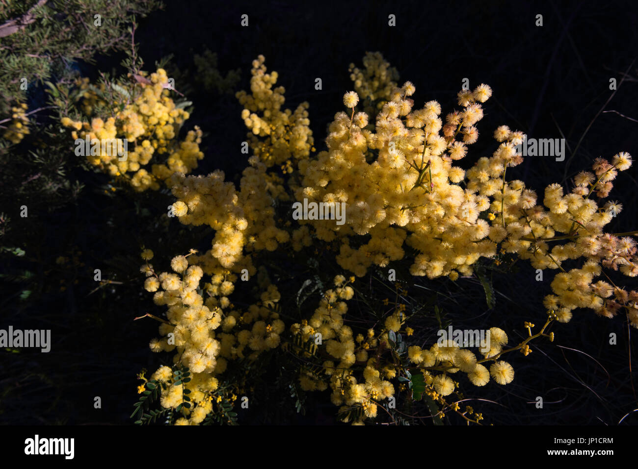 Flowering Wattle most likely Sunshine Wattle (Acacia terminalis ...