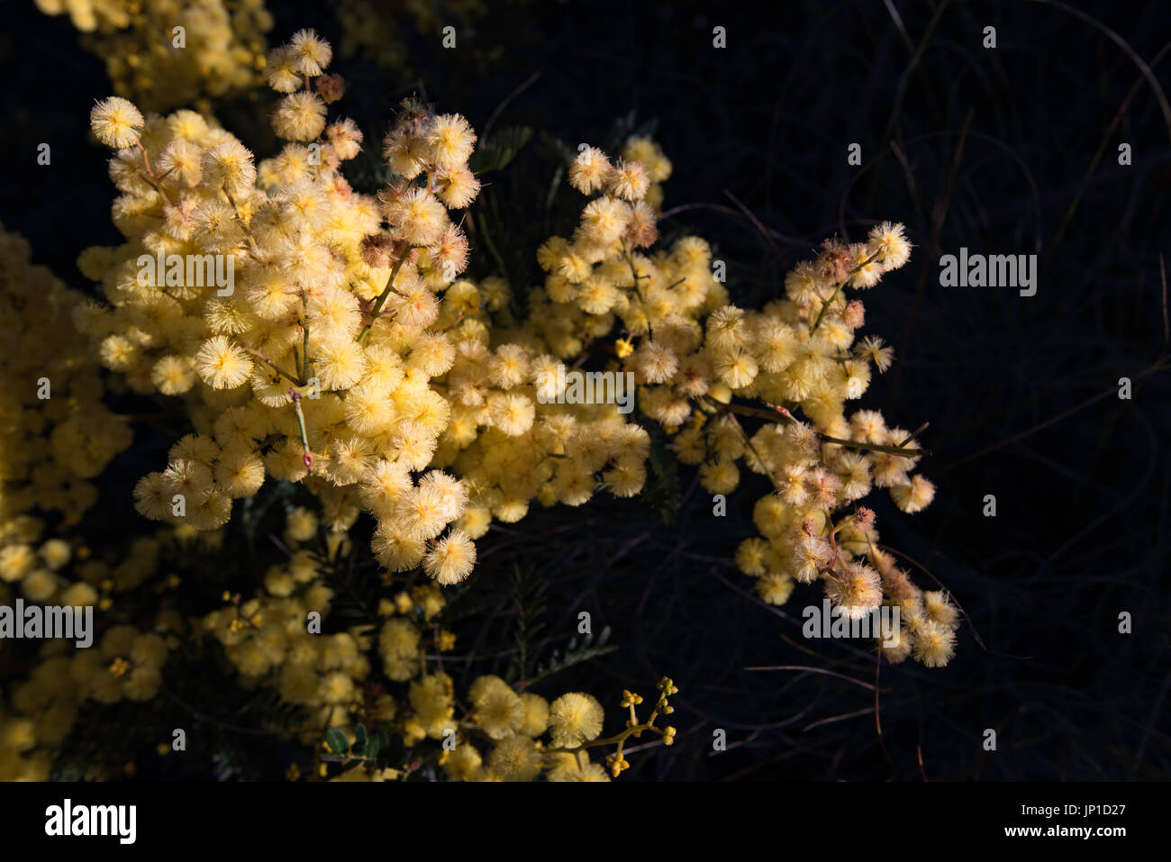 Flowering Wattle most likely Sunshine Wattle (Acacia terminalis ...