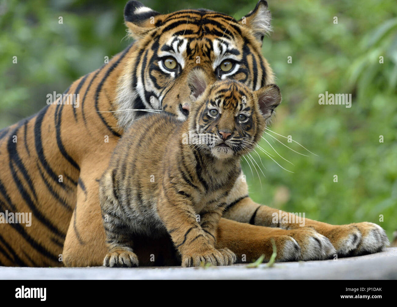 SENDAI, Japan - Photo shows a Sumatran tiger cub and its mother at ...