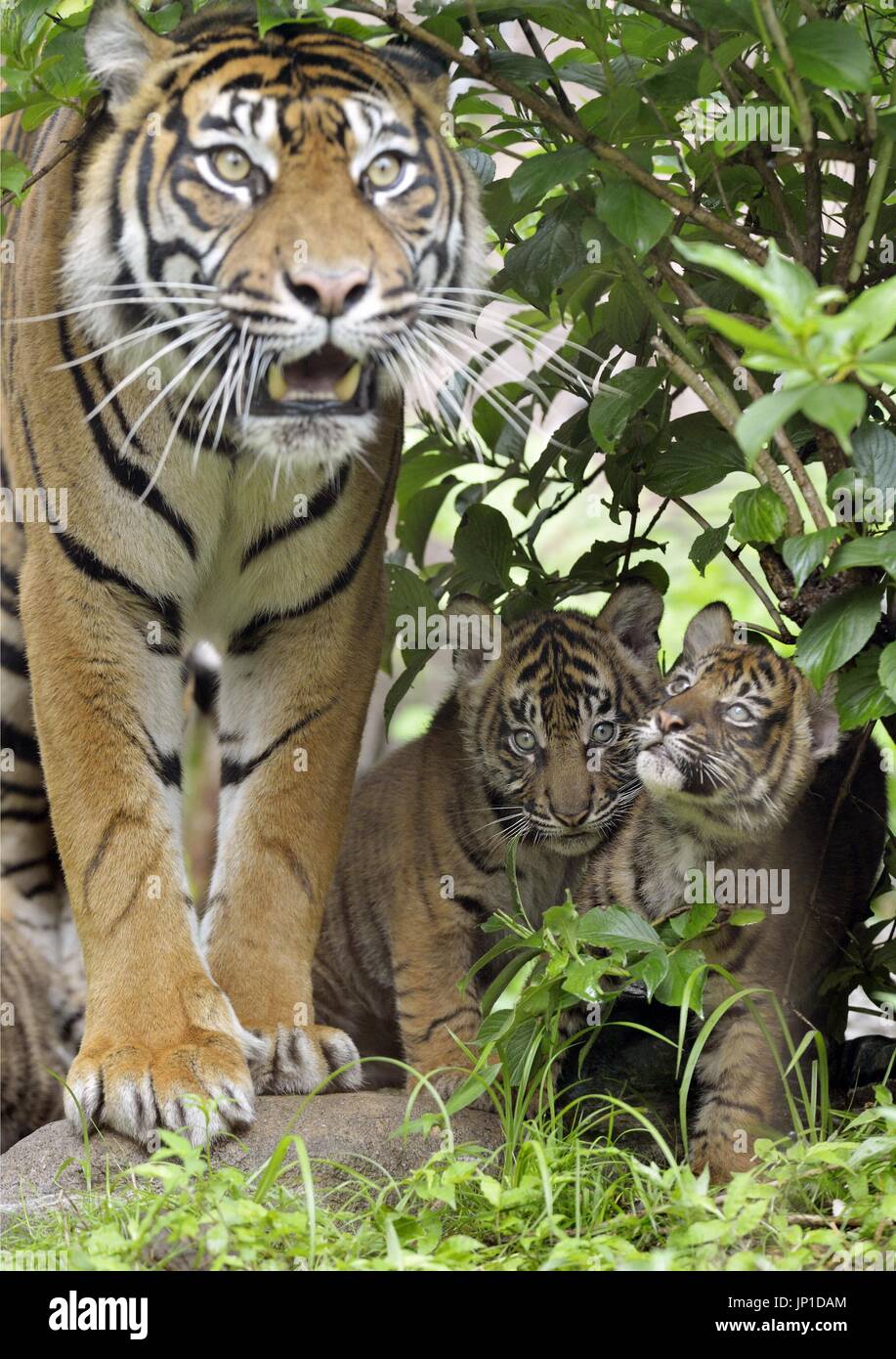 SENDAI, Japan - Photo shows Sumatran tiger cubs and their mother at ...