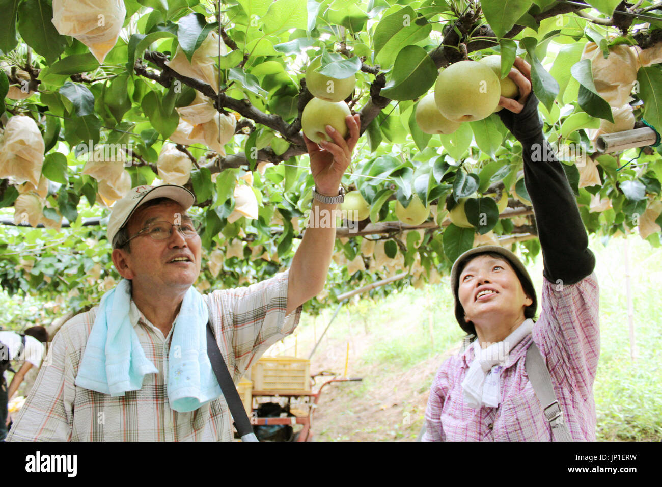 TOTTORI, Japan - A pear grower and his wife reach for the 20th Century ...