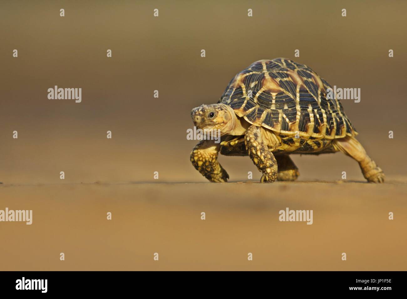 Indian star tortoise hi-res stock photography and images - Alamy