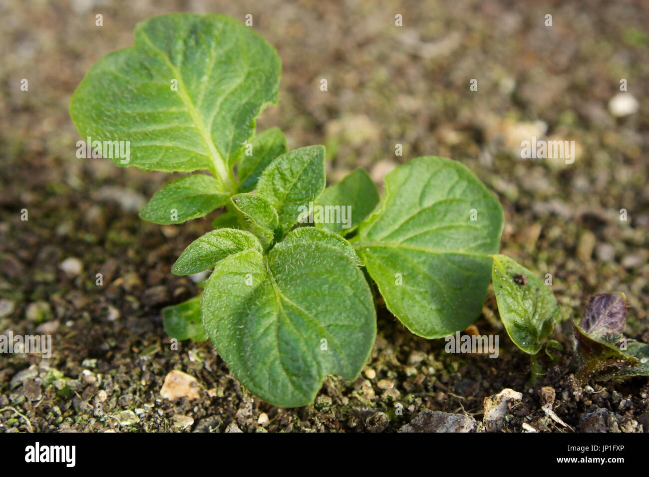 New potato plant hi-res stock photography and images - Alamy