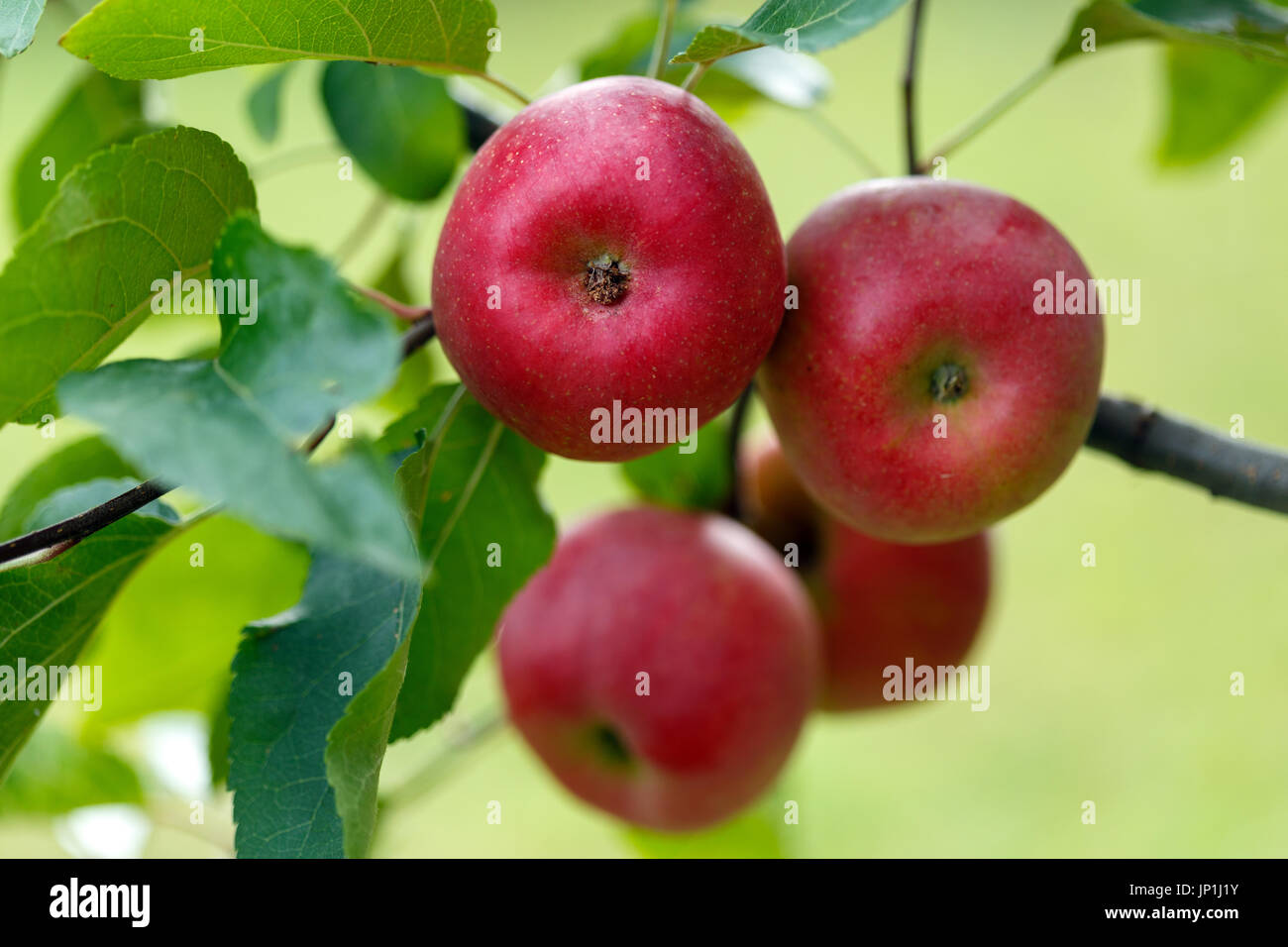 Big red apples on a tree branch at harvest time Stock Photo - Alamy