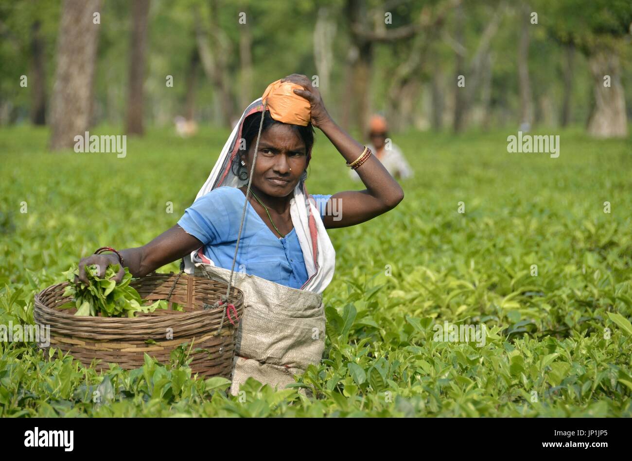 JORHAT, India - A woman picks tea leaves in Jorhat in India's ...
