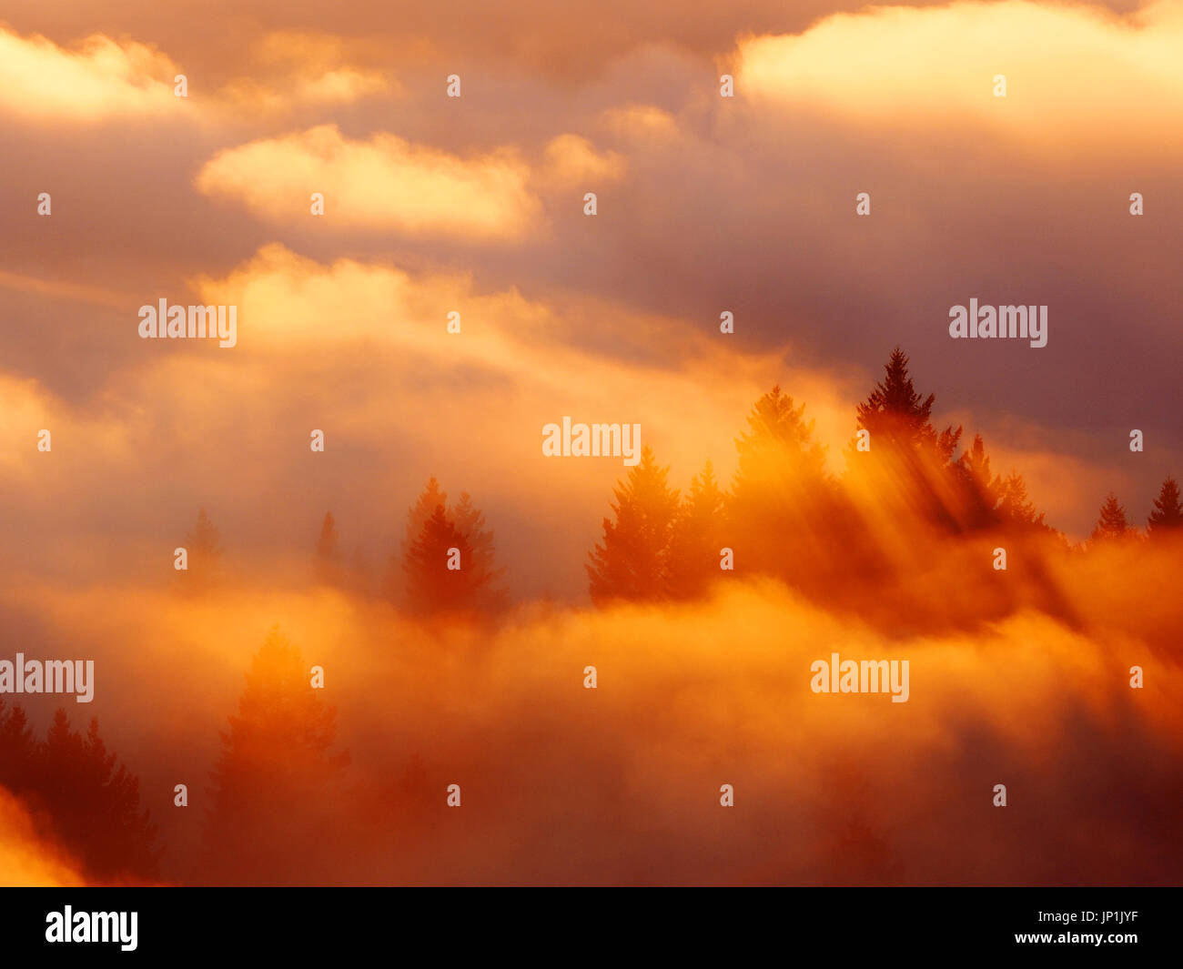 Heavenly Light as Sunbeams Create Dramatic Shadows through the Fog as ...