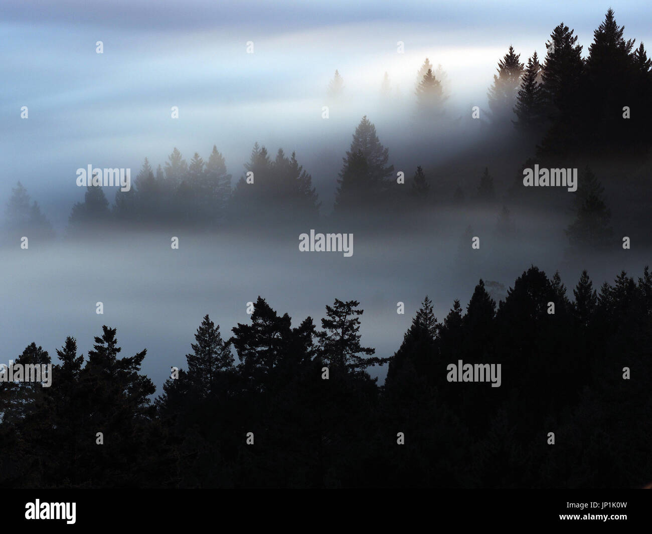 Layers of Pine Trees Appear through the Moving Fog Well after Sunset To ...