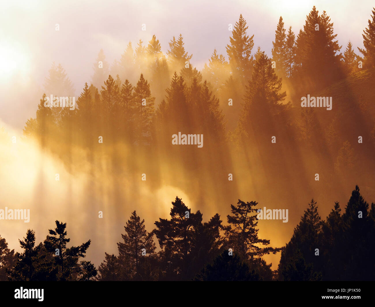 Shadows cast by pine trees hi-res stock photography and images - Alamy