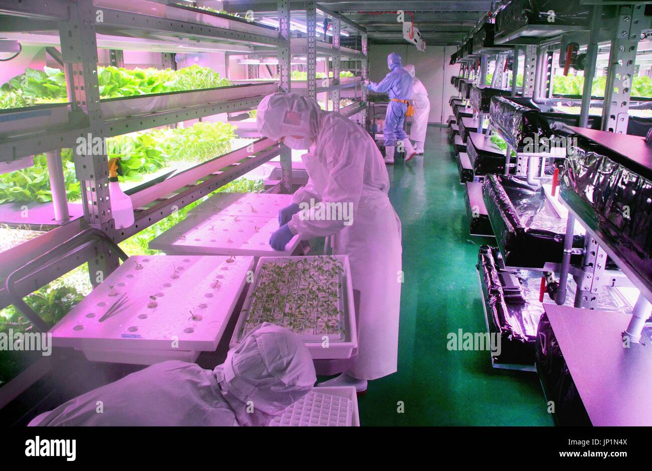 OSAKA, Japan - Workers go about their business in cultivating ...