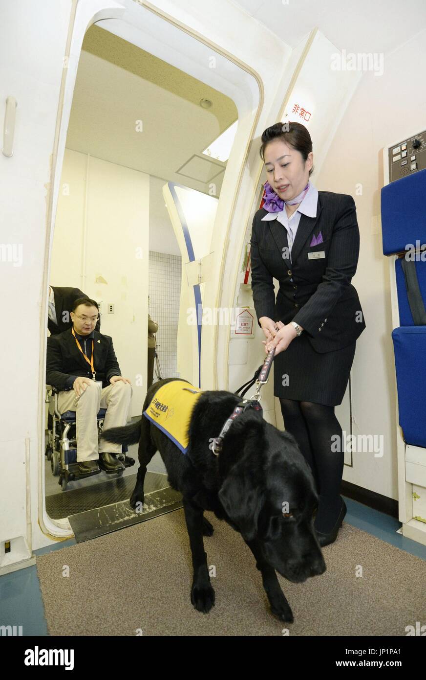 TOKYO, Japan - A trainee assistance dog boards a plane during training ...