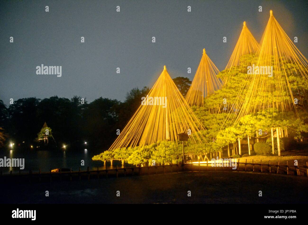 KANAZAWA, Japan - Pine trees supported by ropes and poles glow gold ...