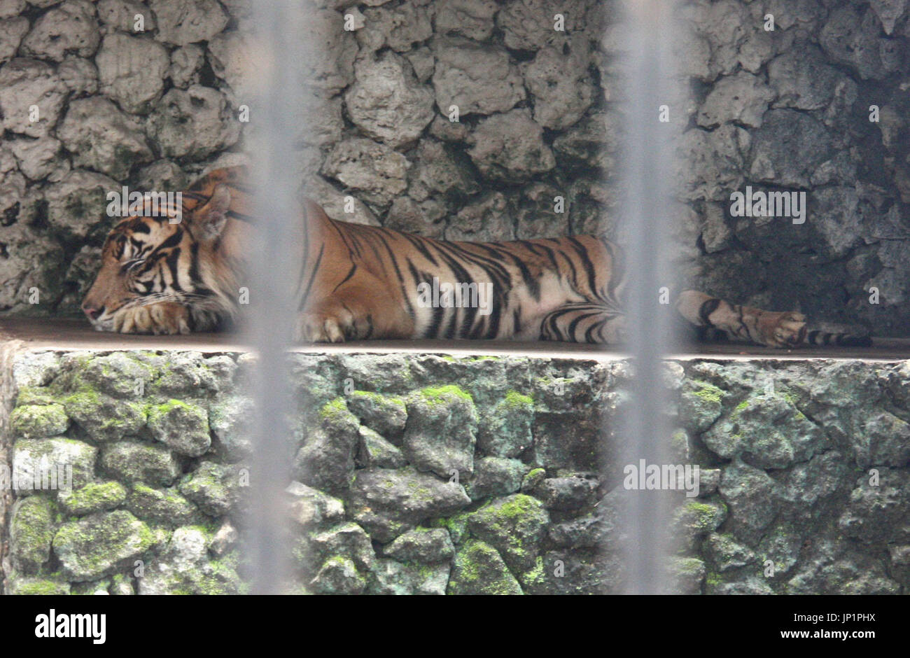 SURABAYA, Indonesia - A tiger lies in a cage at a zoo in the Indonesian ...