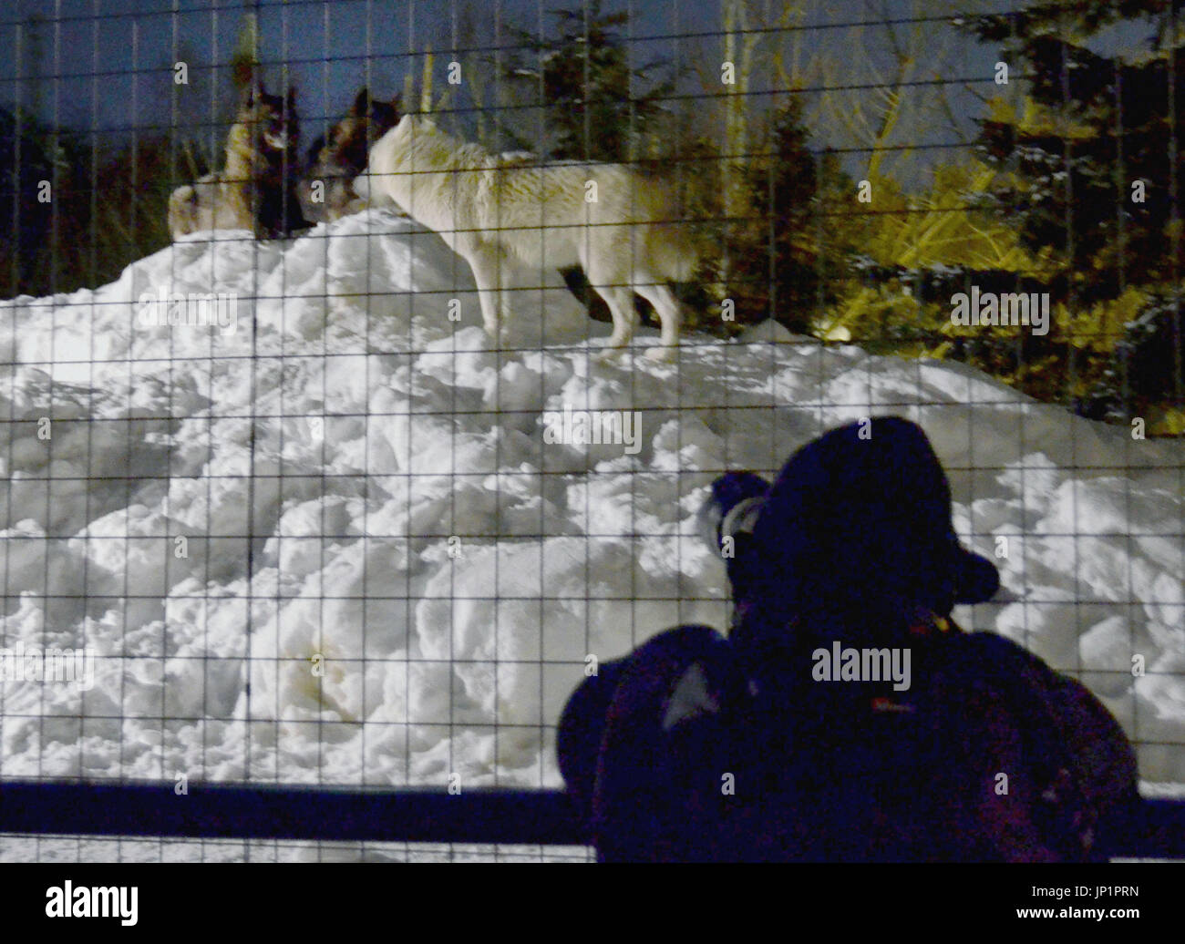 ASAHIKAWA, Japan - Timber wolves actively move around at night at the ...