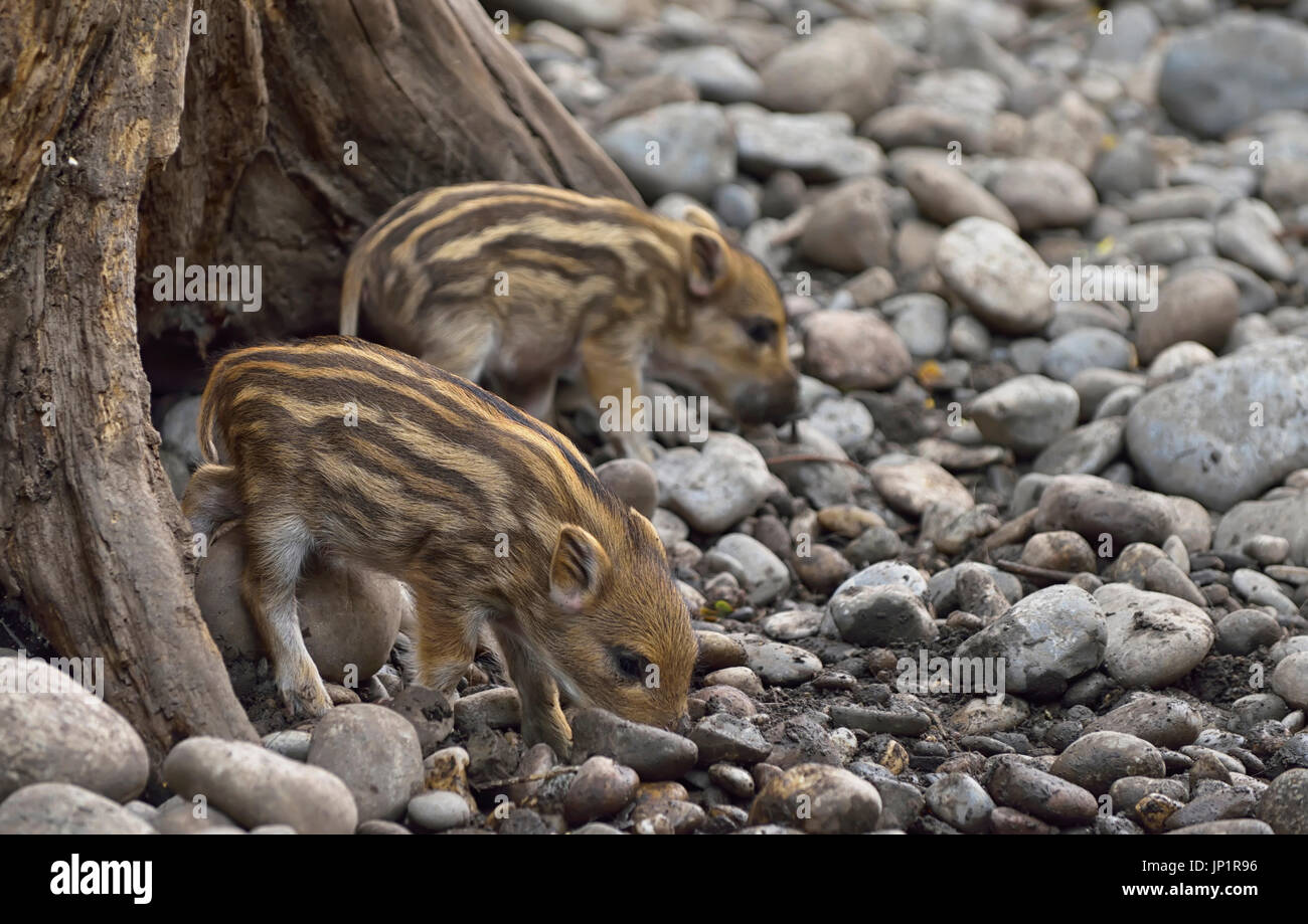 Pig of the sounder hi-res stock photography and images - Alamy