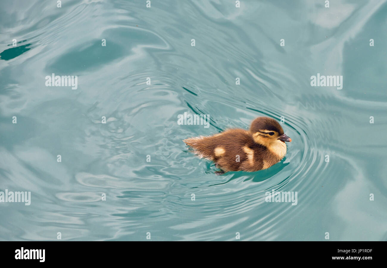 Baby duckling swimming in river Stock Photo - Alamy
