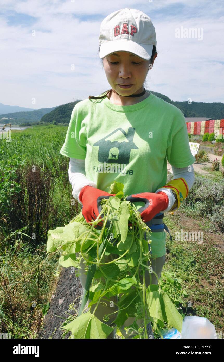 KOFU, Japan - A member of the Fujisan Club holds some bur cucumbers ...