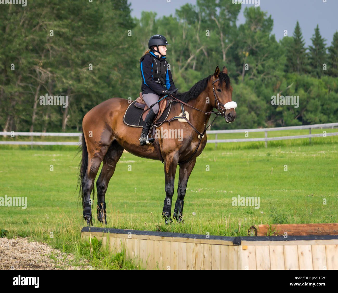 Young woman equestrian rider mounted on a young gelding horse during a ...
