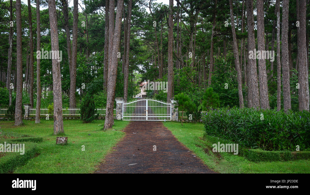 Walking road with the steel gate at pine forest in Dalat, Vietnam Stock ...