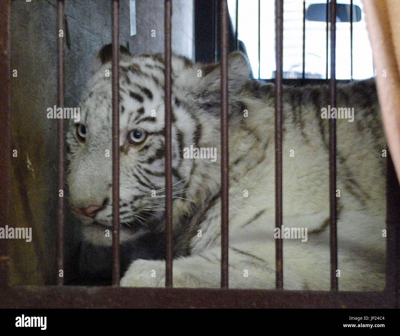 YOKOHAMA, Japan - A white tiger arrives at an animal hospital at the ...