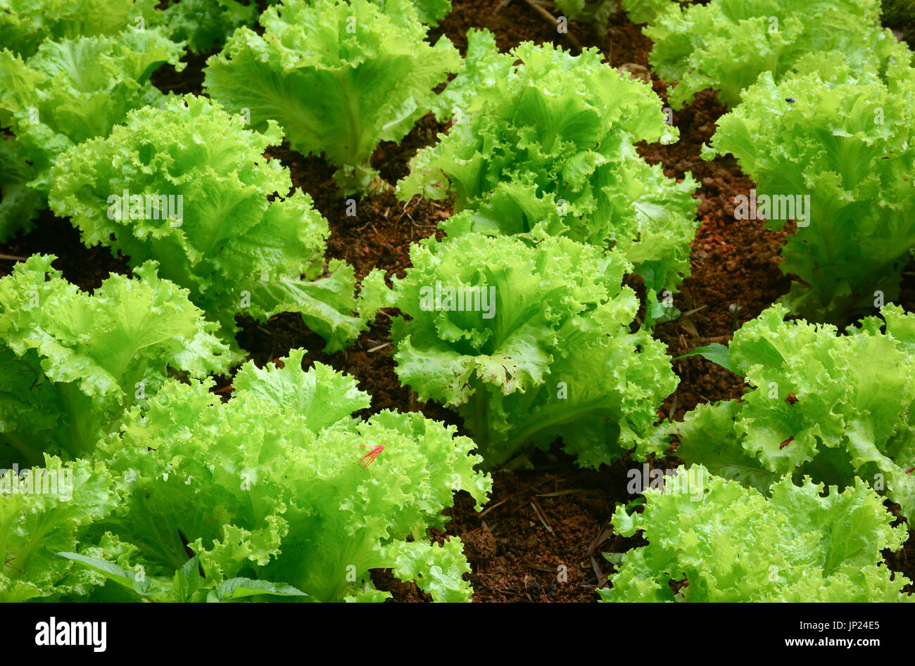 Vegetable plantation in Dalat, Vietnam. Dalat is located 1,500 m (4,900 ...