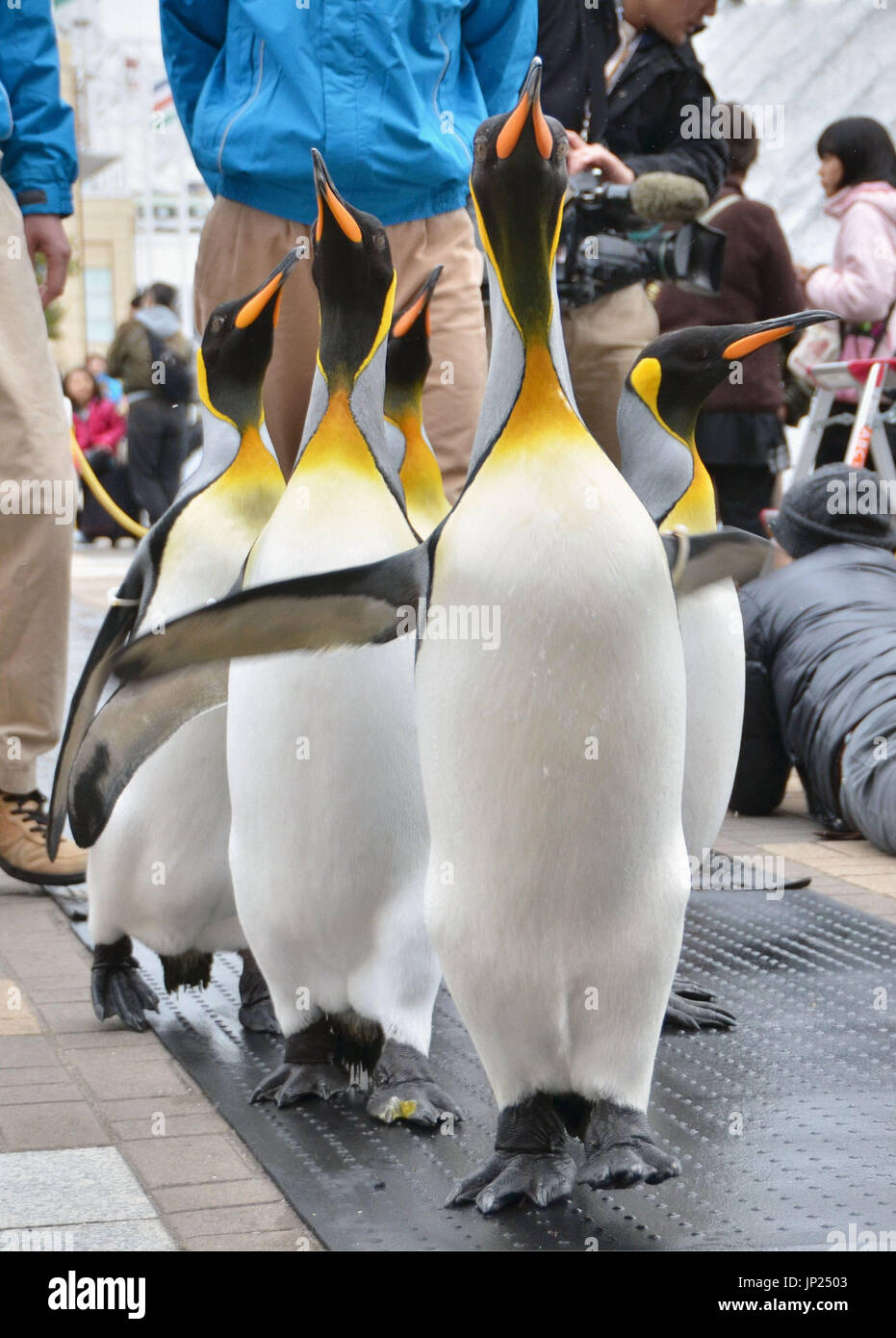 OSAKA, Japan - Penguins walk in a parade at Osaka Aquarium Kaiyukan in ...