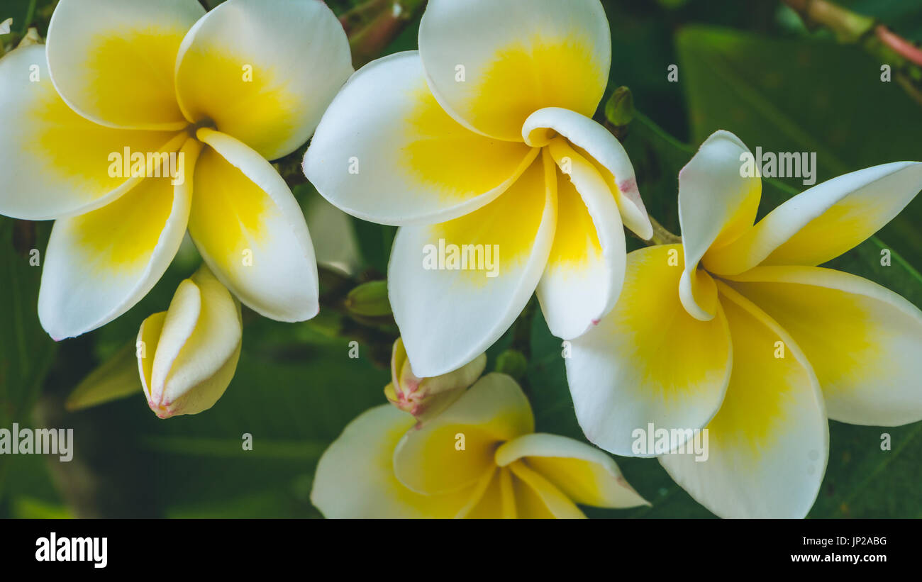 Tiare flower hi-res stock photography and images - Alamy