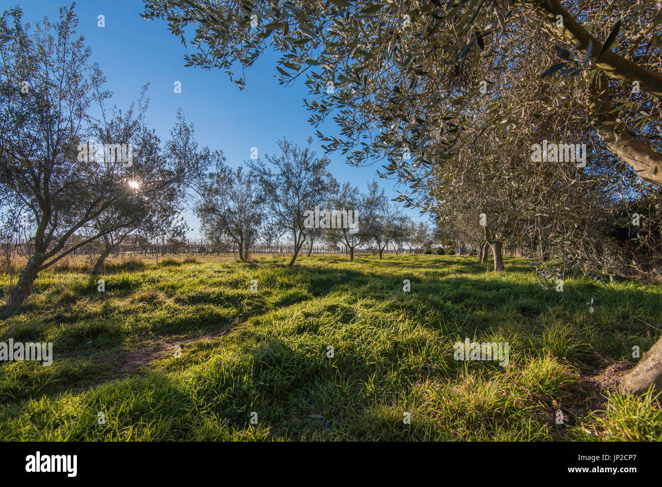 Australian olive oil hi-res stock photography and images - Alamy