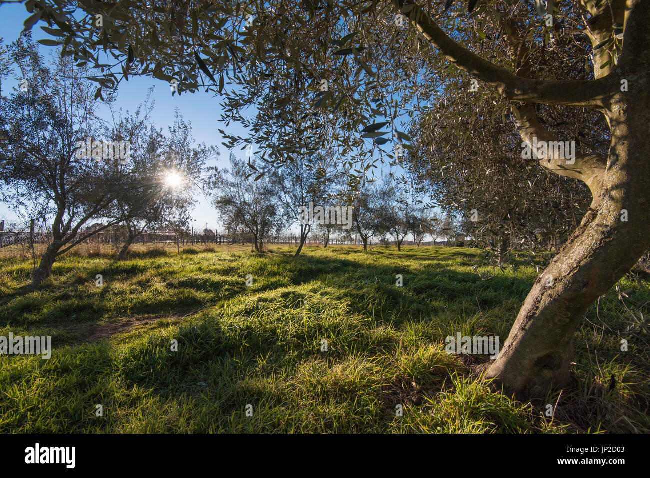 Australian olive grove hi-res stock photography and images - Alamy