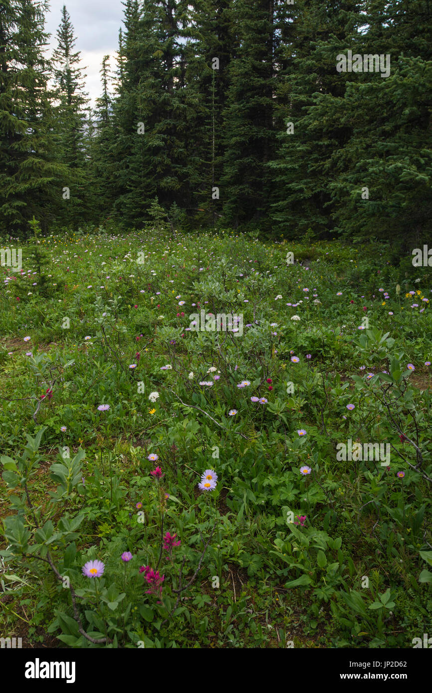 Meadow of wildflowers in a forest in Banff National Park, Alberta ...