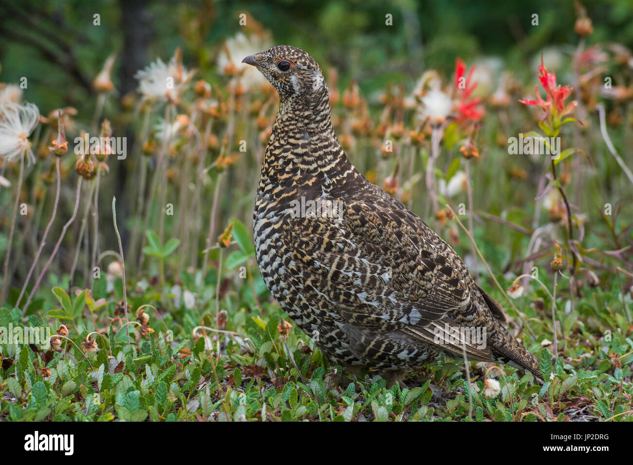 Spruce Grouse (Falcipennis canadensis) among wild flowers in Jasper ...