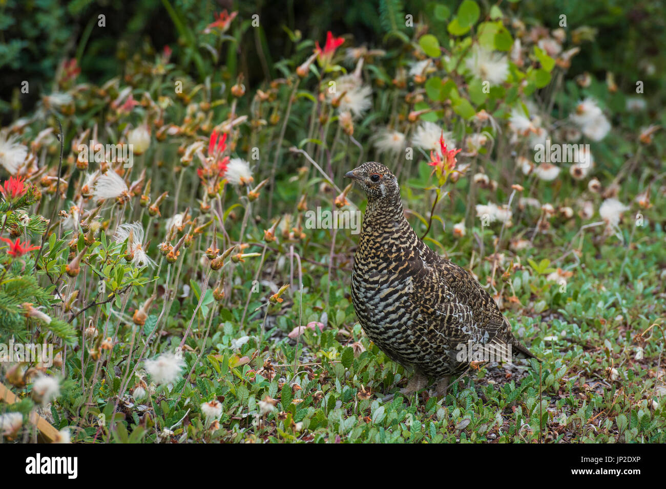 Spruce Grouse (Falcipennis canadensis) among wild flowers in Jasper ...