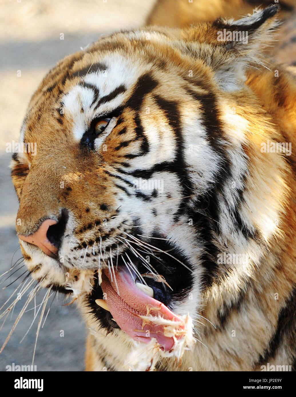 BEIJING, China - Photo shows a Siberian tiger kept at a facility in ...