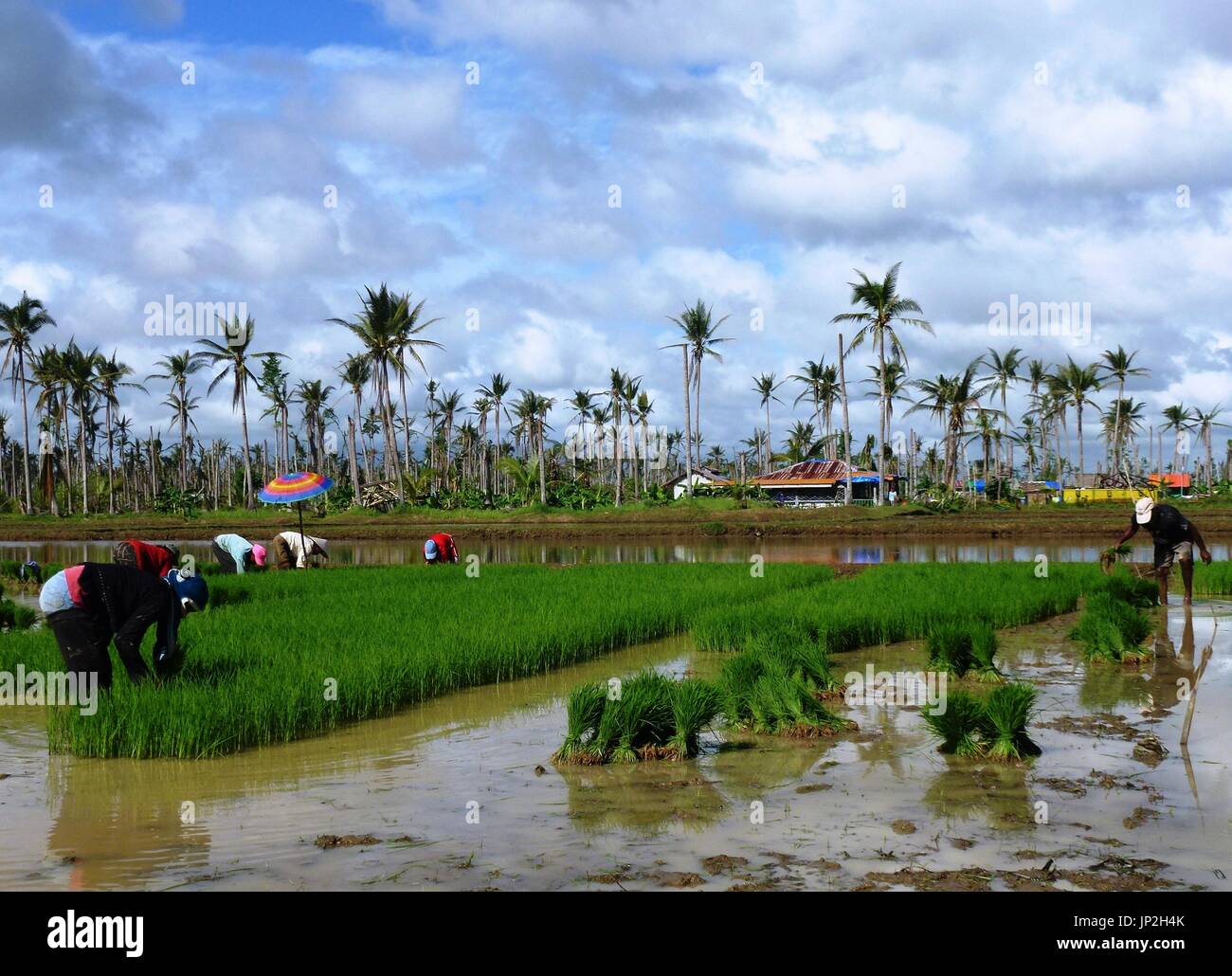 TACLOBAN CITY, Philippines - Local farmers begin planting rice on Jan ...