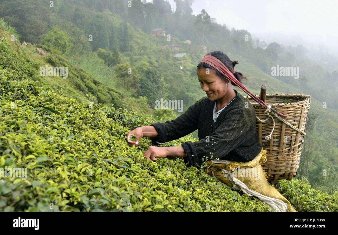 DARJEELING, India - Photo shows a worker picking tea in Darjeeling ...