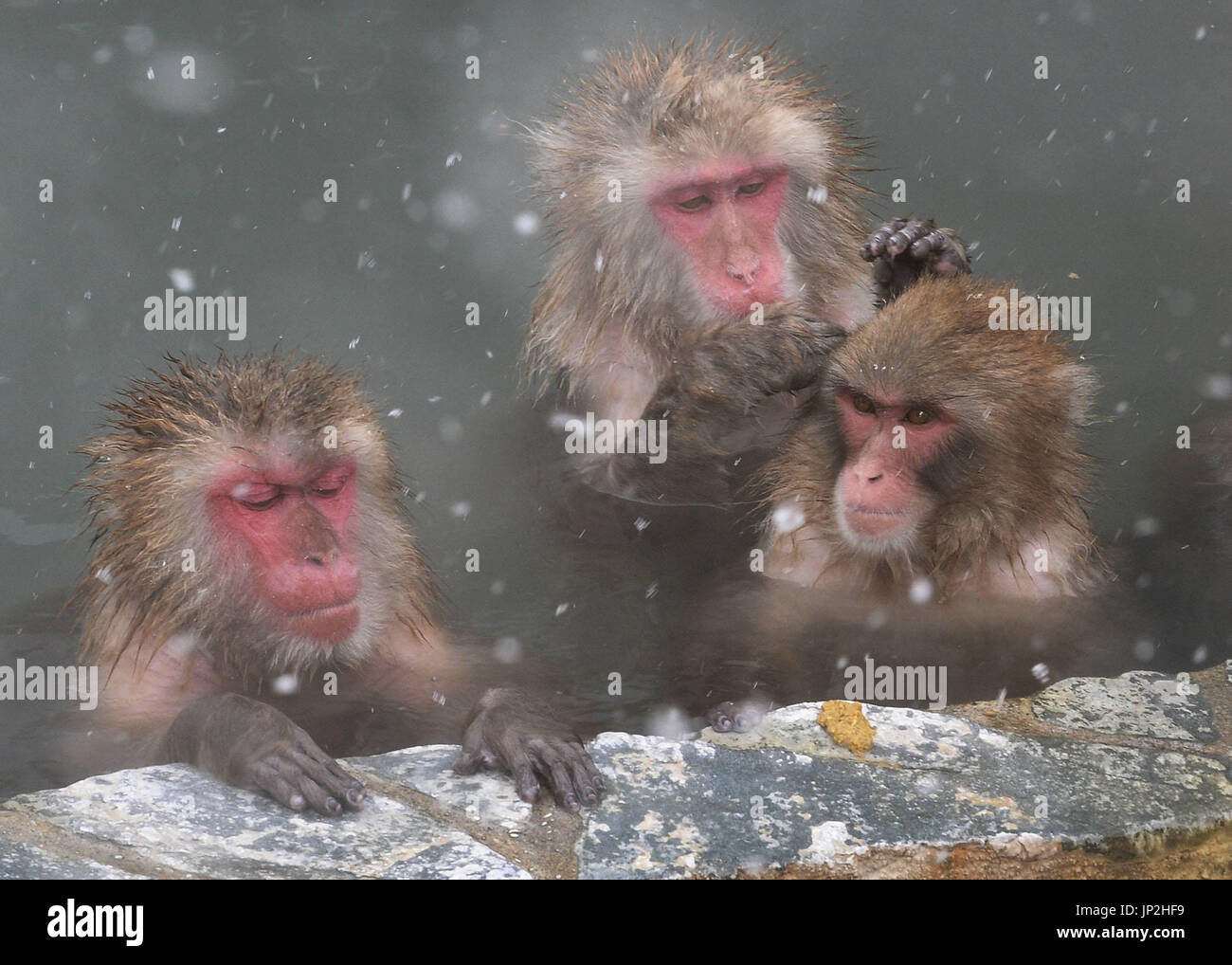 HAKODATE, Japan - Monkeys look relaxed in an open-air hot spring bath ...