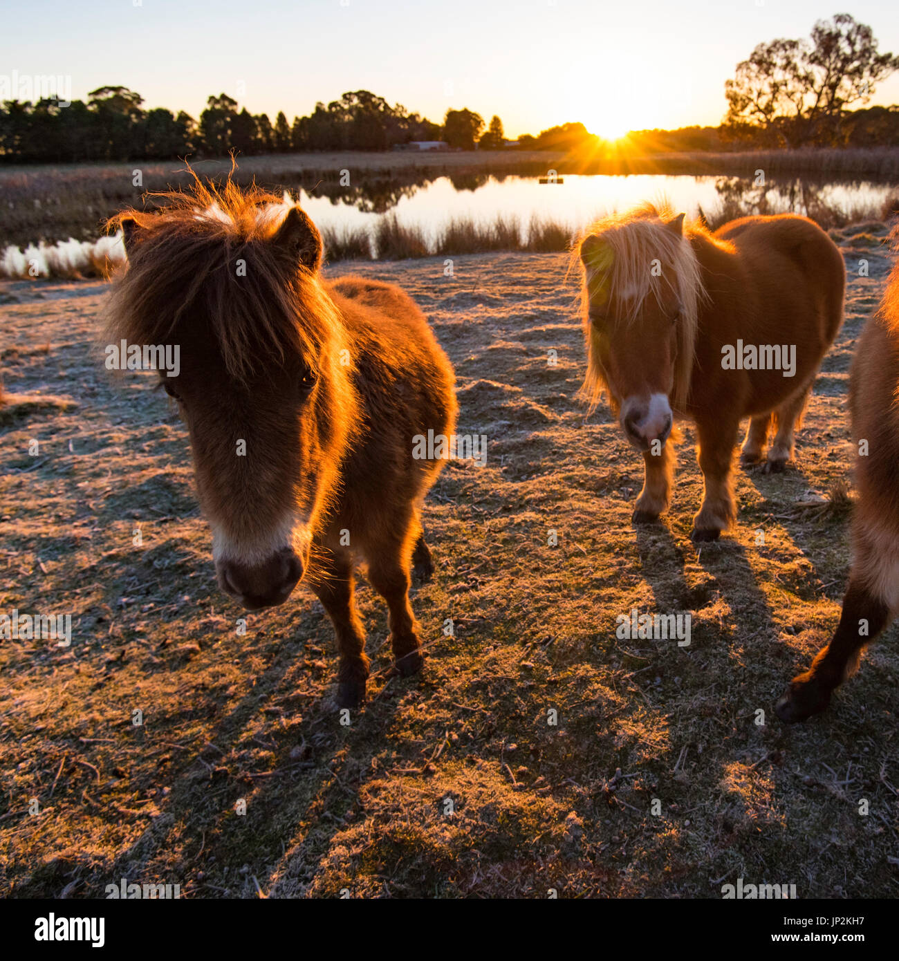 Miniature horses in a paddock in the early morning on an Australian ...