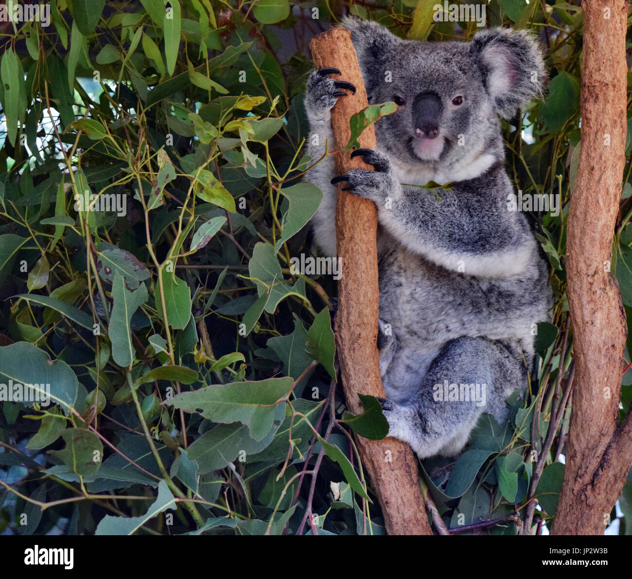 Koala on a tree branch eucalyptus in Australia Stock Photo - Alamy